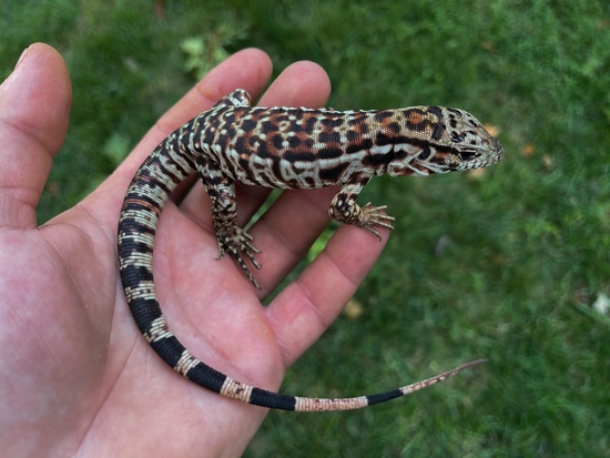 CB Argentine Red Tegu ( High White ) Argentine Tegus by Noah’s Ark Reptiles