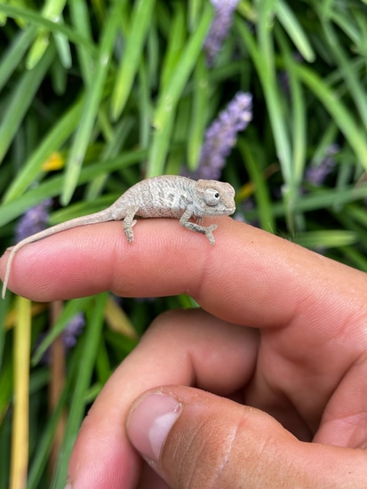 CB Panther Chameleon ( Males And Females ) by Noah’s Ark Reptiles