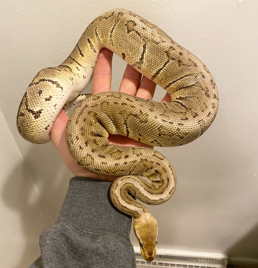 Chocolate Blast (Sub Adult) Ball Python by Noah’s Ark Reptiles
