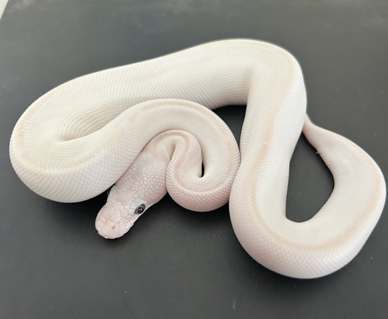 Blue Eyed Lucy Ball Python by Noah’s Ark Reptiles