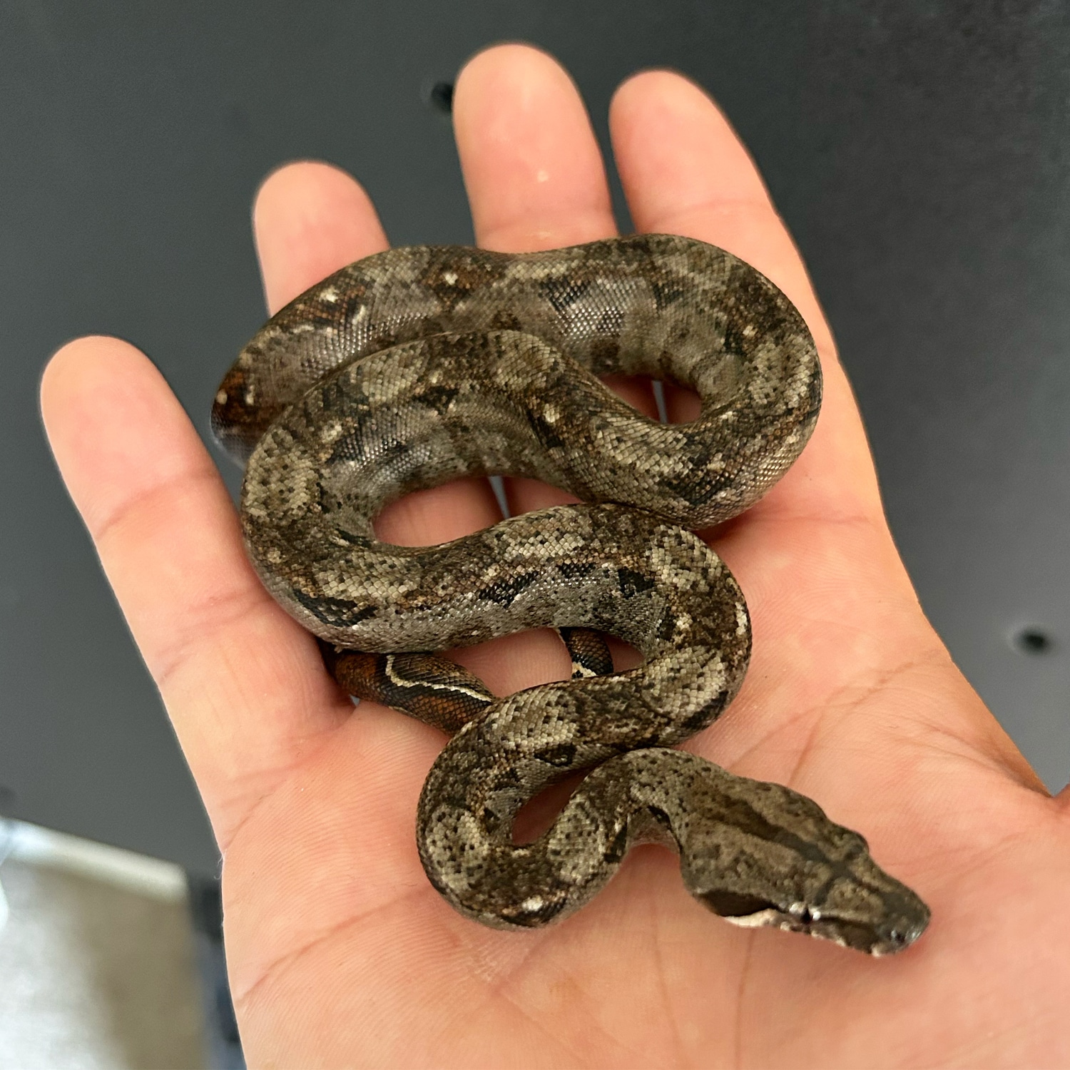 Cb Nicaraguan Boa #5 Boa Constrictor by Noah’s Ark Reptiles - MorphMarket