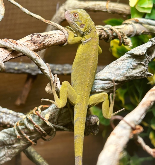 Lime Green Zero Iguana Green Iguana by Noah’s Ark Reptiles