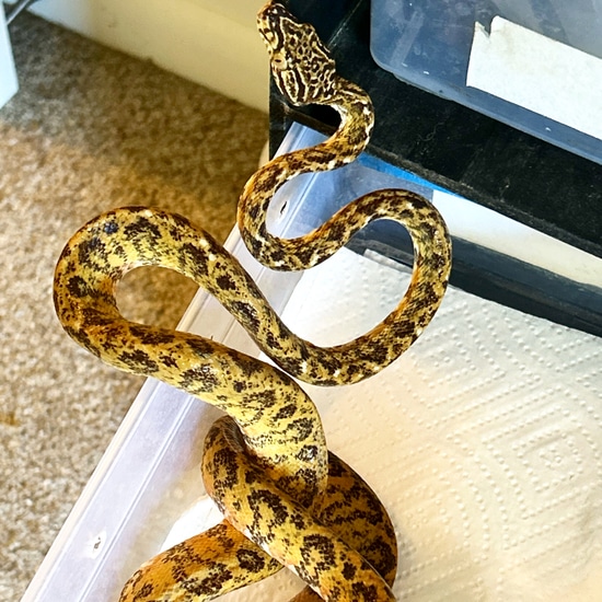 Cb High Yellow Amazon Tree Boa by Noah’s Ark Reptiles
