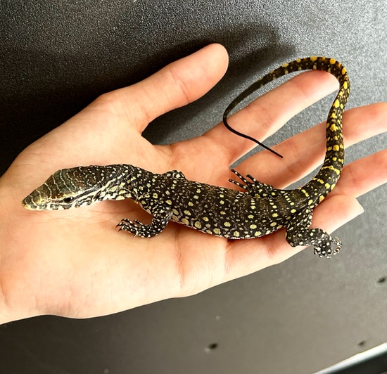 Baby Nile Monitor (Friendly) by Noah’s Ark Reptiles