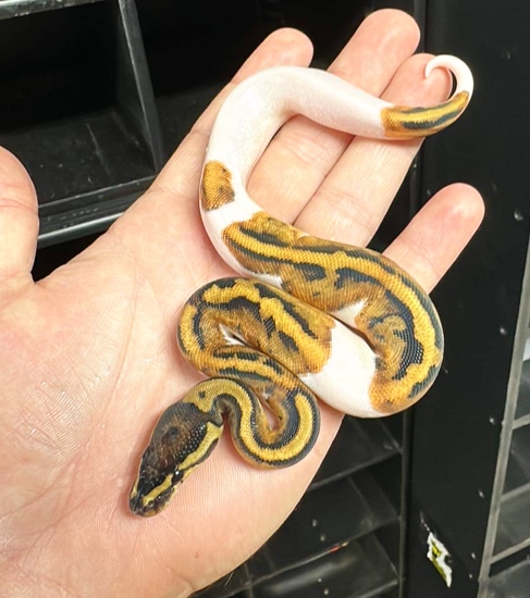Medium White Pied Ball Ball Python by Noah’s Ark Reptiles