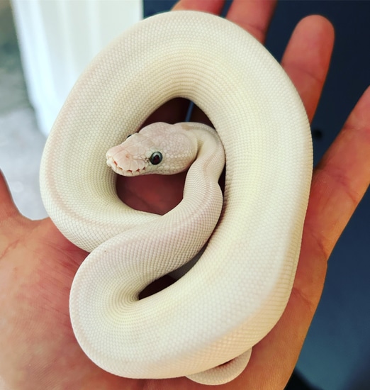 Blue Eyed Lucy ( Very White ) Ball Python by Noah’s Ark Reptiles