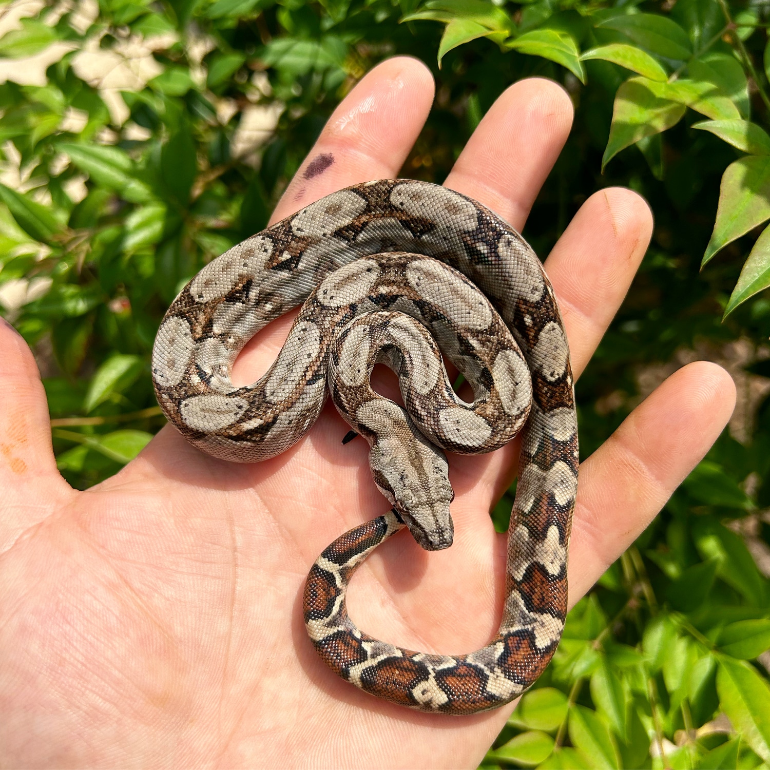 C.b Nicaraguan Boa Boa Constrictor by Noah’s Ark Reptiles - MorphMarket