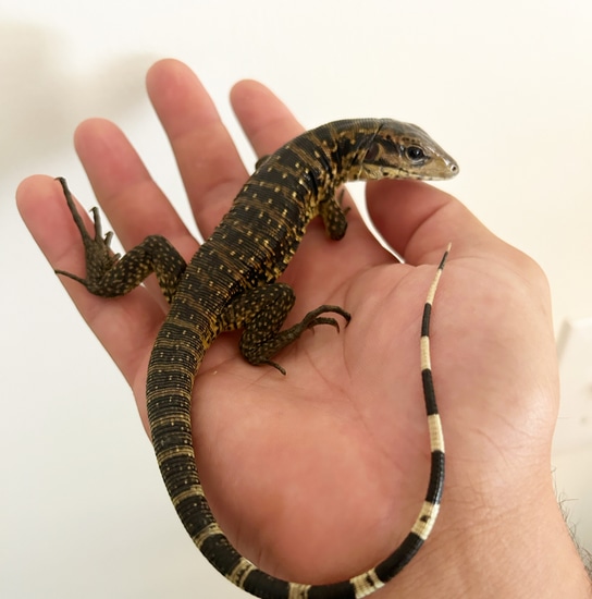 Baby Gold Tegu ( Farm Bred ) Columbian Tegus by Noah’s Ark Reptiles