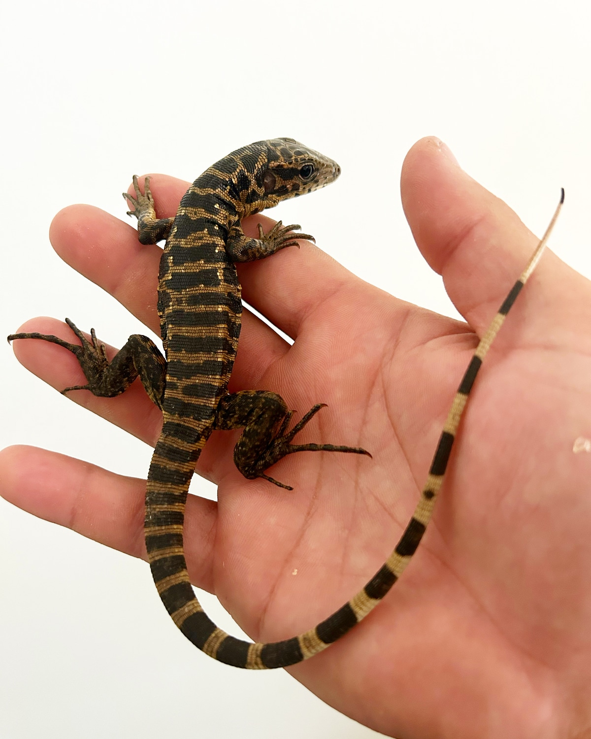 Baby Gold Tegu 2 (Farm Bred) Tupinambis Tegu by Noah’s Ark Reptiles ...