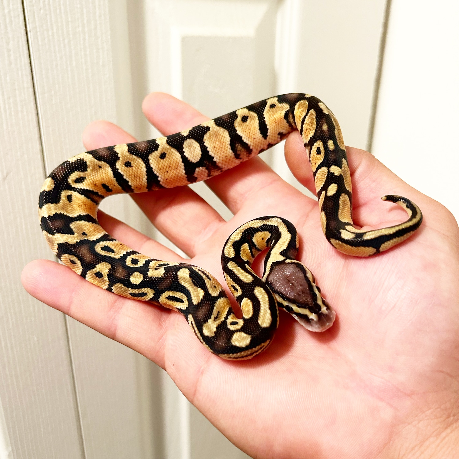 Pastel 100% Het Clown Ball Python by Noah’s Ark Reptiles - MorphMarket