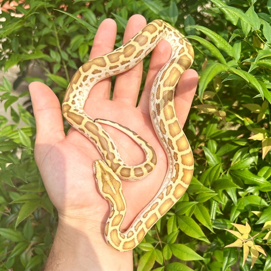 Hypo Triple Het Burmese Python by Noah’s Ark Reptiles