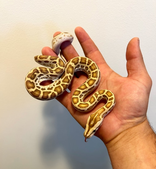 Hypo Triple Het Burmese Python by Noah’s Ark Reptiles