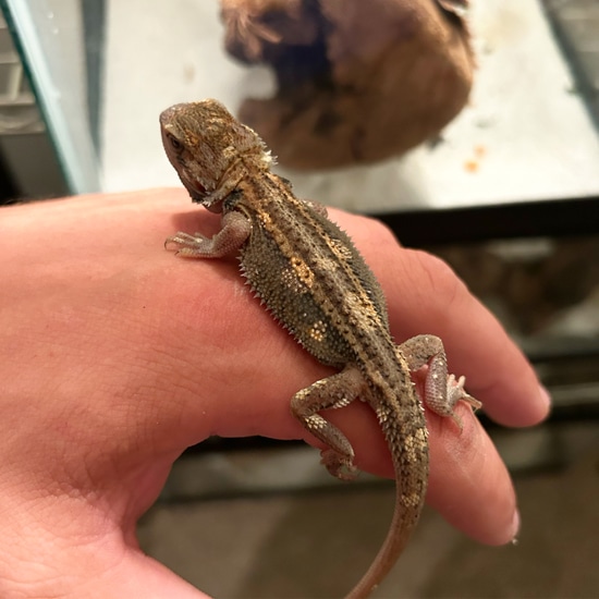 Pied Trans Genetic Stripe Central Bearded Dragon by Noah’s Ark Reptiles