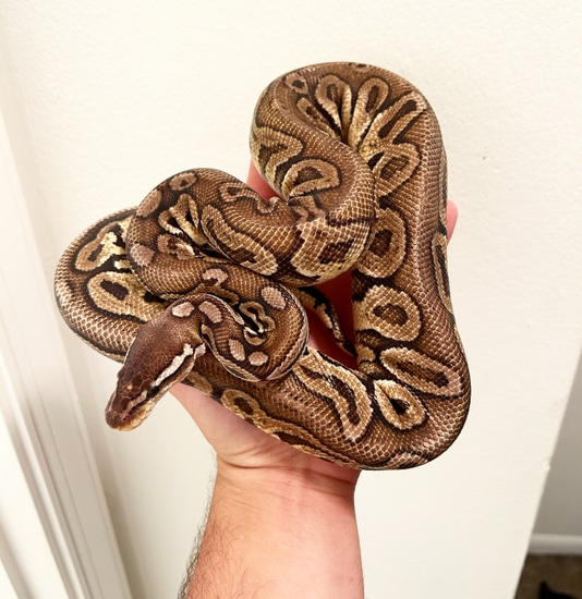 Pewter Poss Het Pied Ball Python by Noah’s Ark Reptiles