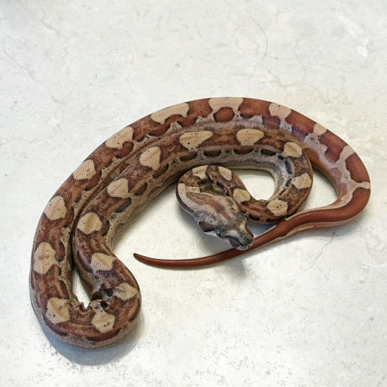 Hypo Motley Boa Boa Constrictor by Noah’s Ark Reptiles