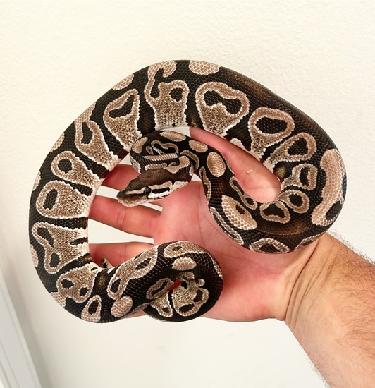 VPI Axanthic Ball Python by Noah’s Ark Reptiles