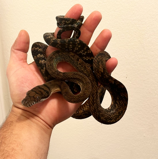 Wamena Barneck Python (Scrub Python) by Noah’s Ark Reptiles