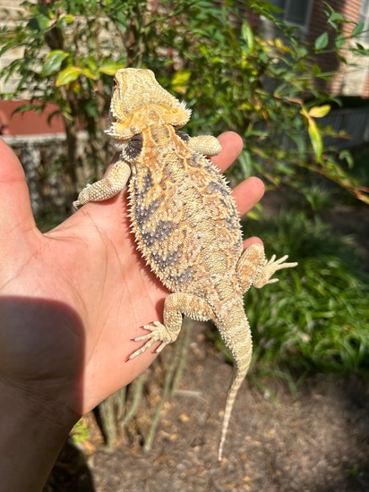 Yellow Hypo Blue Bar Dragon Central Bearded Dragon by Noah’s Ark Reptiles