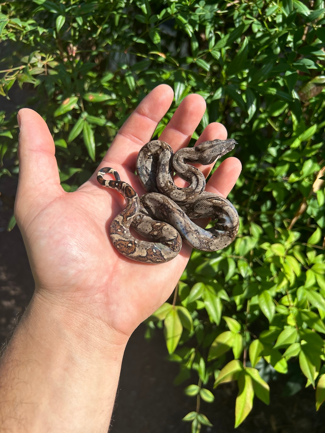 Cb Nicaraguan Boa Boa Constrictor by Noah’s Ark Reptiles - MorphMarket