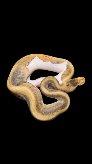 Leopard Champagne DH Albino Piebald Ball Python by Tiki's Exotics