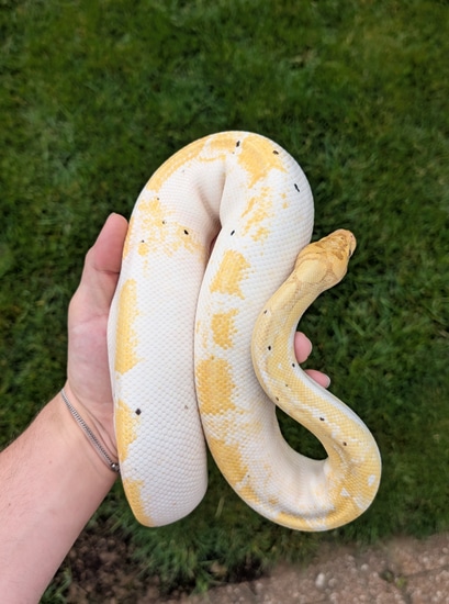 PB Banana Super Enchi Calico Pastel Fire Ball Python by Tiki's Exotics