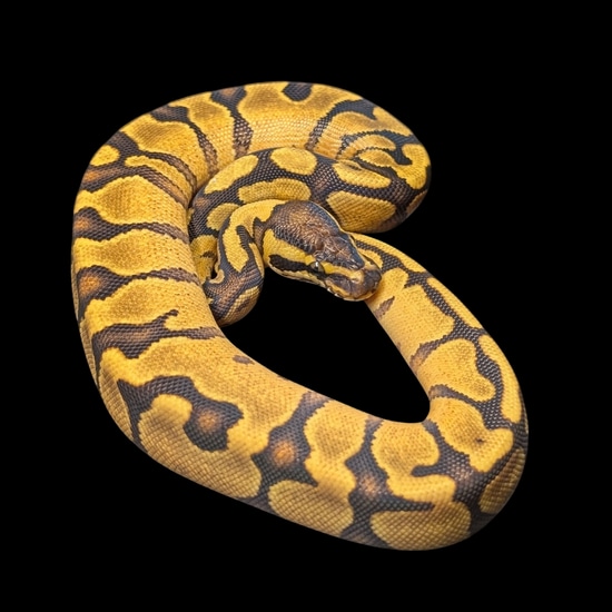 YB/Asphalt Enchi Cypress Ball Python by Tiki's Exotics