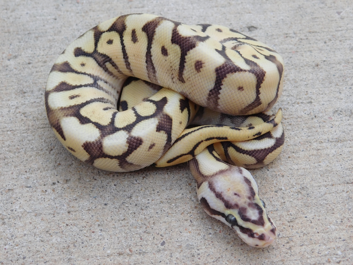 Mojave Bumblebee Ball Python by Noble Reptiles - MorphMarket