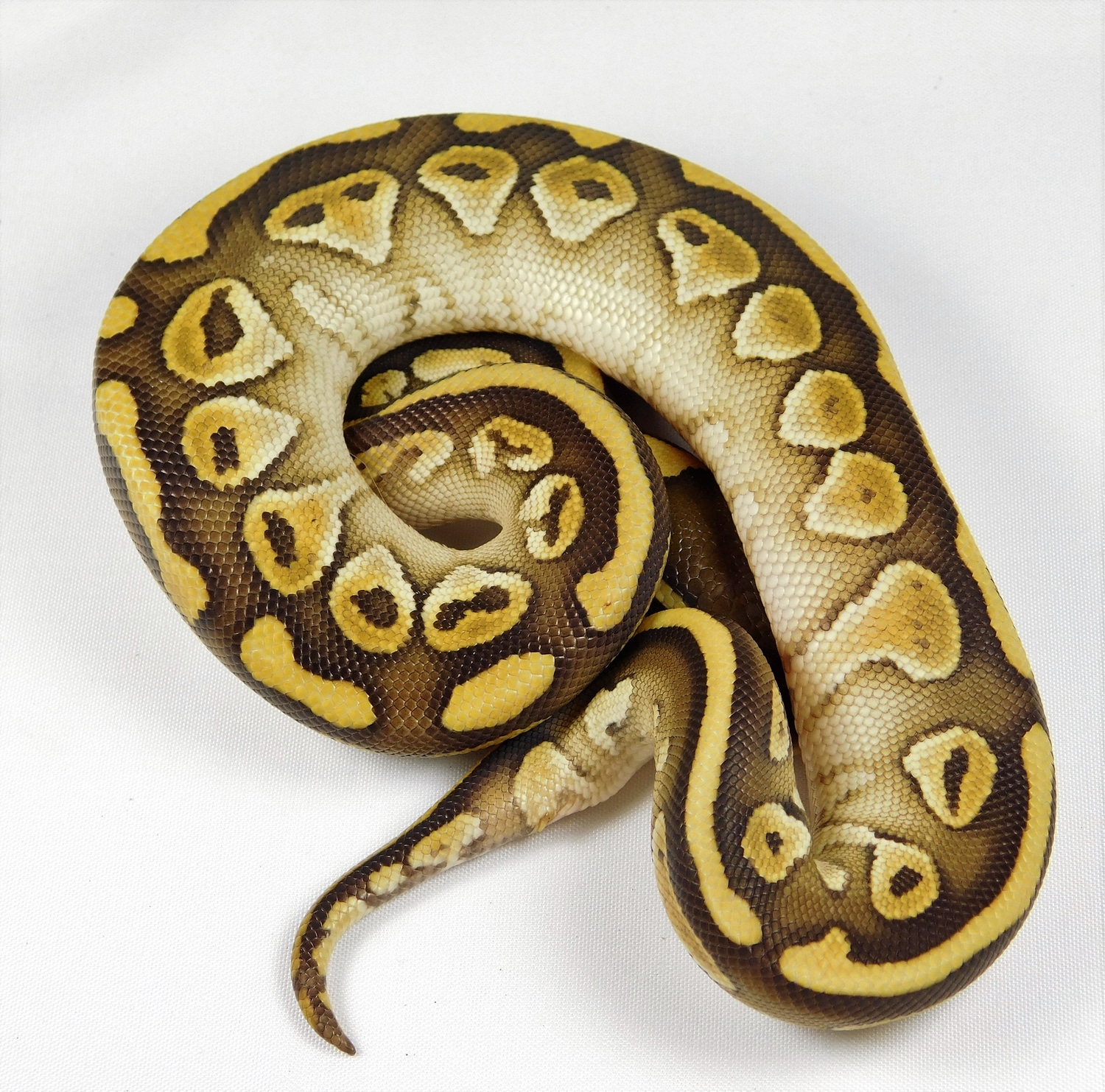 Lesser Arroyo Ball Python by Noble Reptiles - MorphMarket