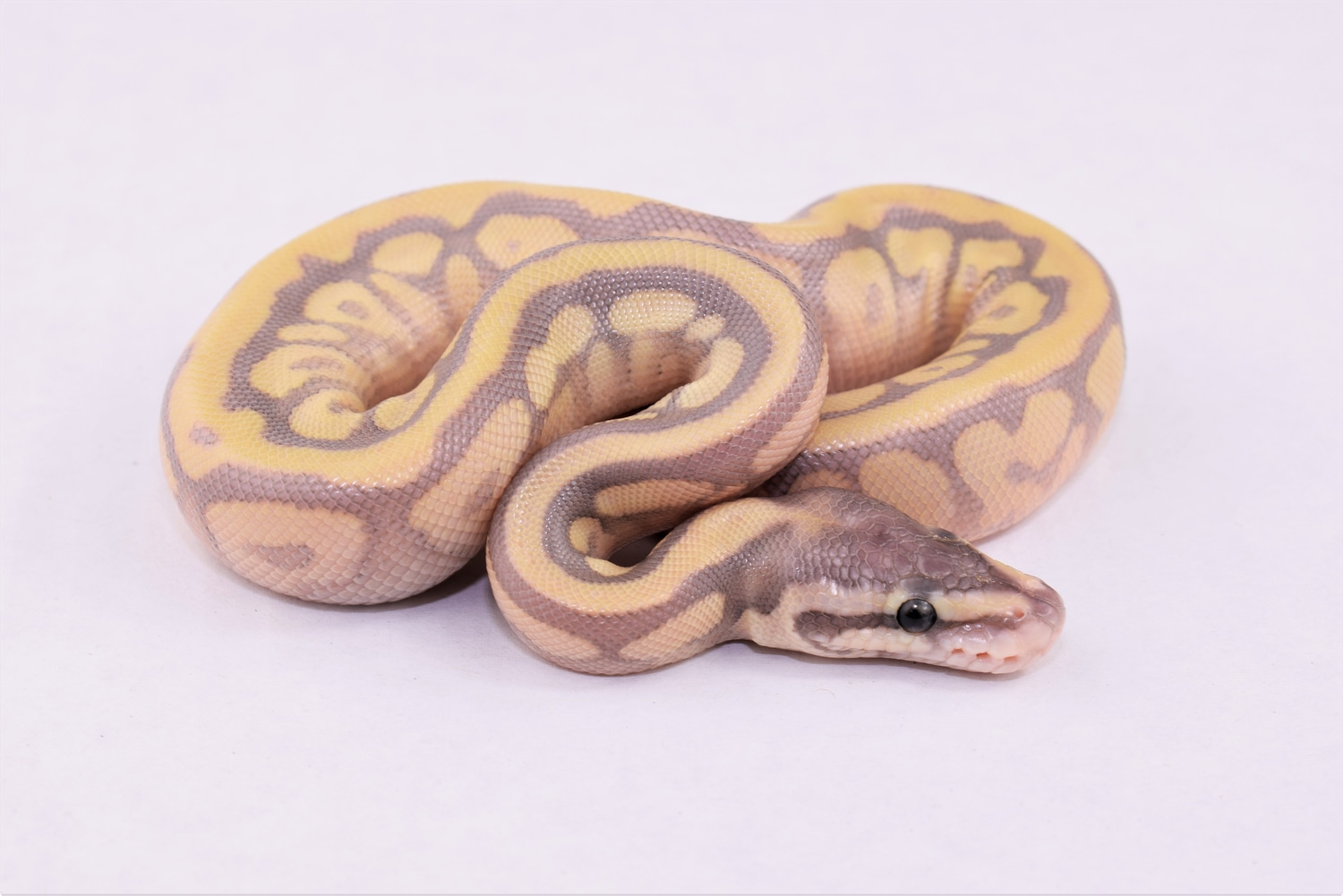 Super Mystic Spider Ball Python by Noble Reptiles - MorphMarket