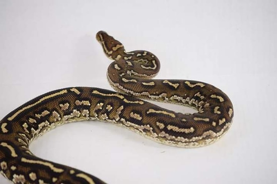 Male Angolan Angolan Python by Noble Reptiles