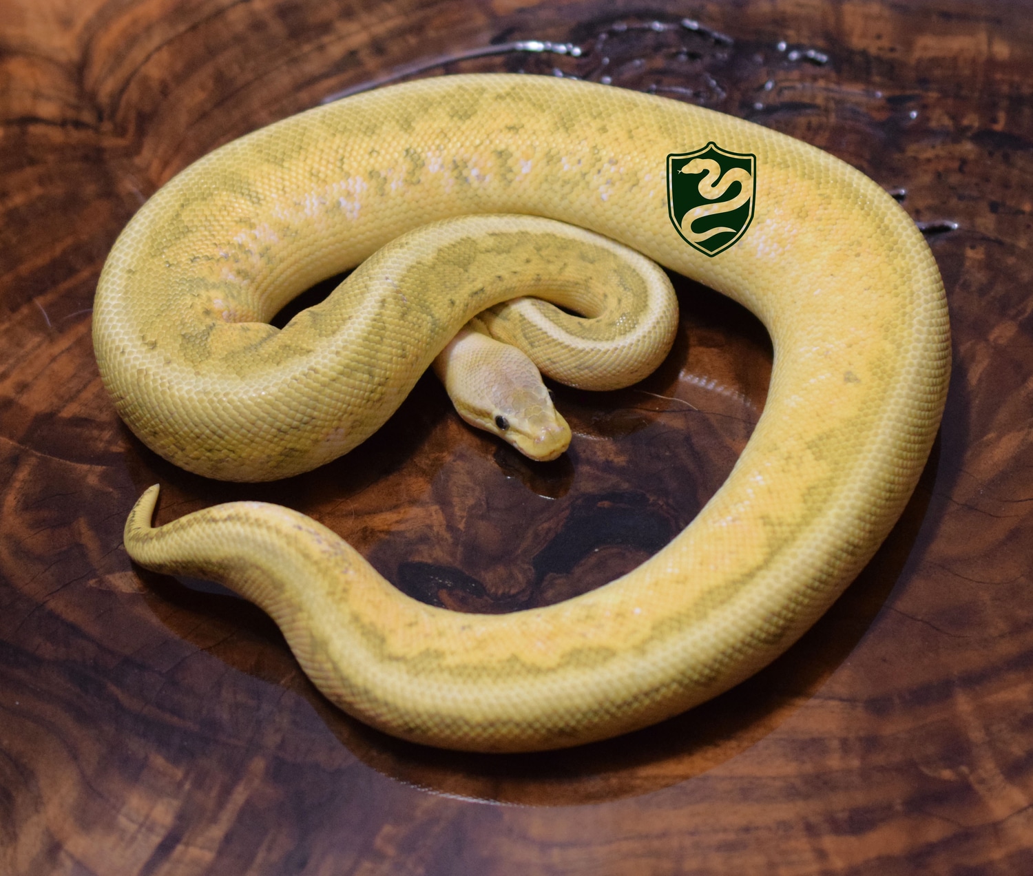 Calico Pastel Pinstripe Lesser Hypo Ball Python by Noble Reptiles - MorphMarket