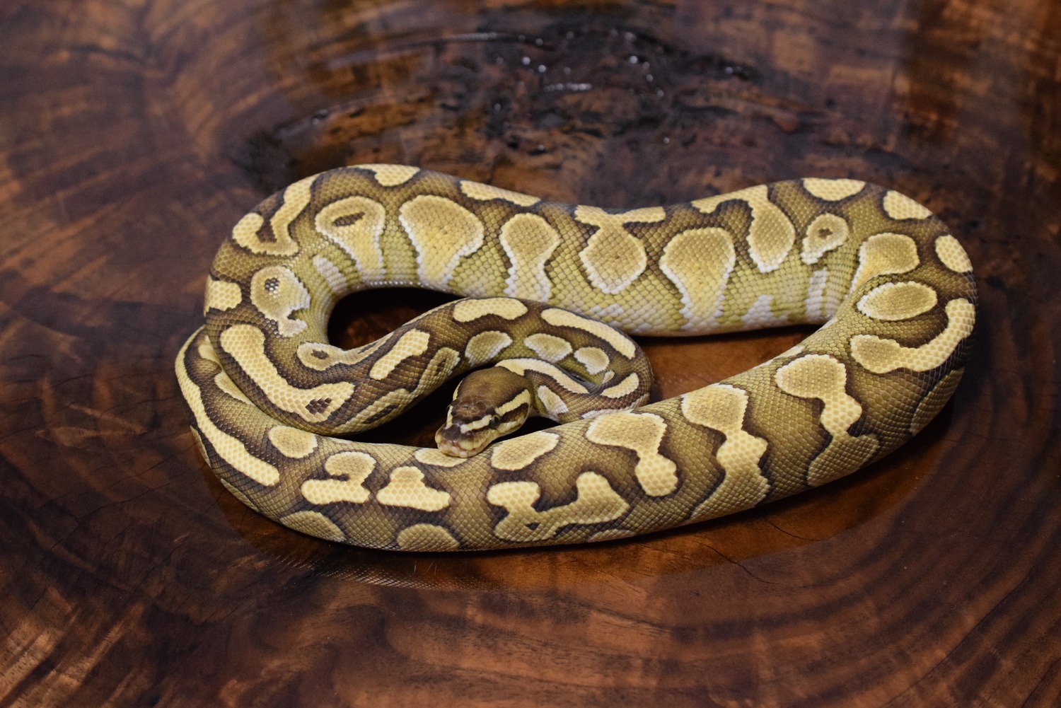 Lesser Arroyo Het Hypo Ball Python by Noble Reptiles - MorphMarket