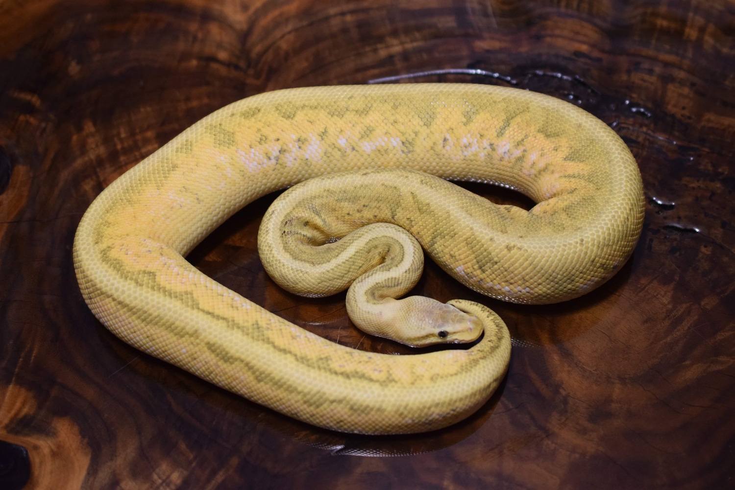 Lesser Calico Pastel Pinstripe Hypo Ball Python by Noble Reptiles ...