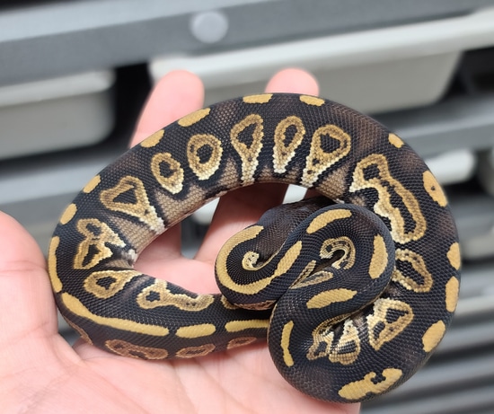 Ball Python Blackhead Mystic Ringer Het Hypo by Noble Reptiles