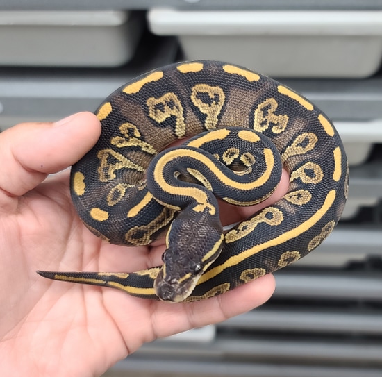 Ball Python Blackhead Mystic Red Gene Het Hypo by Noble Reptiles