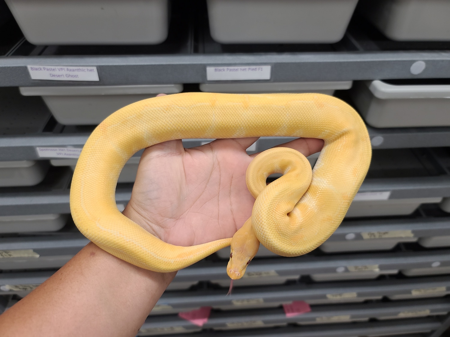 Pinstripe Blackhead Lavender Albino Ball Python by Noble Reptiles ...
