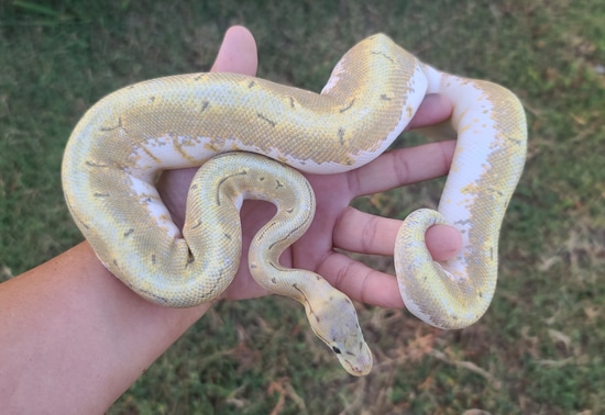 Spinner Enchi Hypo Ball Python by Noble Reptiles