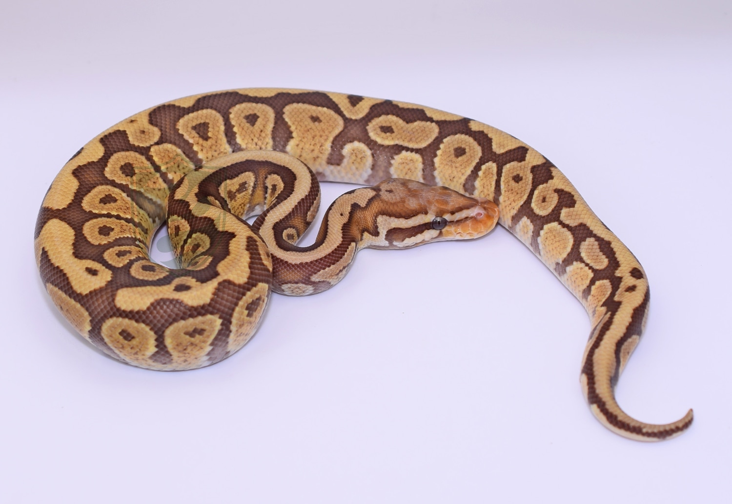 Caramel Albino Spotnose 66% Het Desert Ghost 66% Het Vpi Axanthic Ball Python by Noble Reptiles ...