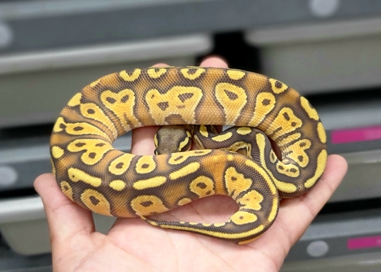 Blackhead Pastel Enchi Red Gene Hypo Ball Python by Noble Reptiles