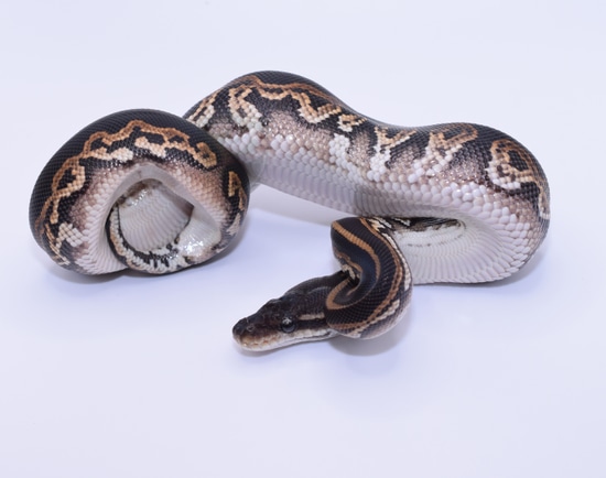 Blackhead Black Pastel Ringer Gene Red Gene Het Hypo Ball Python by ...