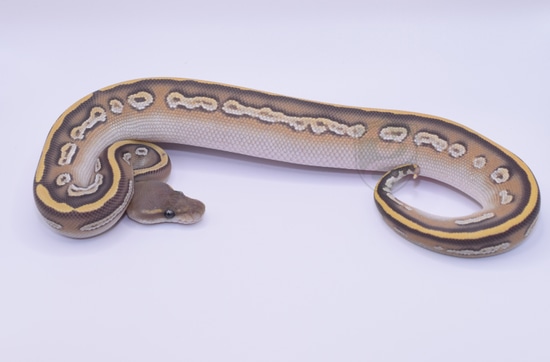 Blackhead Mojave Red Gene Ringer Gene Hypo Ball Python by Noble Reptiles