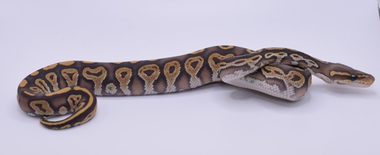 Blackhead Red Gene Ringer Gene Hypo Ball Python by Noble Reptiles