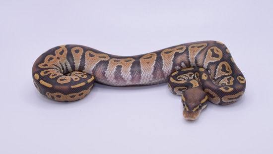 Blackhead Red Gene Hypo Ball Python by Noble Reptiles
