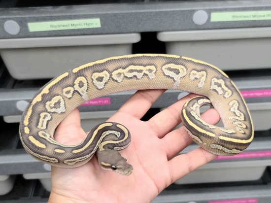 Blackhead Mojave Red/ringer Gene Hypo Ball Python by Noble Reptiles