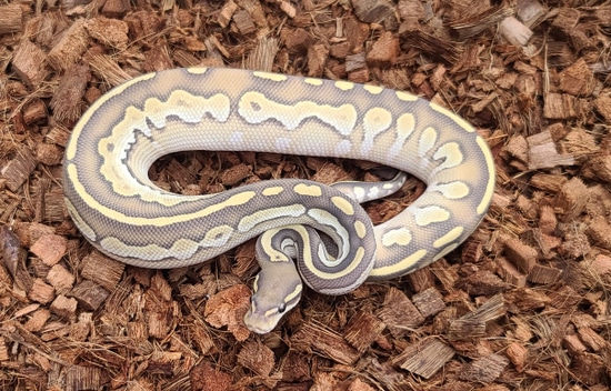 Pastel Lesser Blackhead Red Gene Ringer Gene Hypo Ball Python by Noble ...