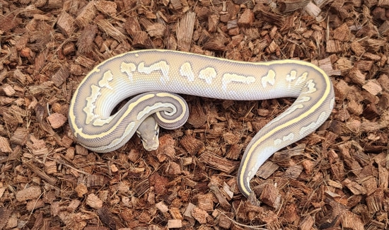 Lesser Blackhead Red Gene Ringer Gene Hypo Ball Python by Noble Reptiles