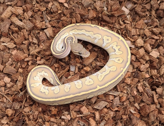Lesser Blackhead Red Gene Ringer Gene Hypo Ball Python by Noble Reptiles
