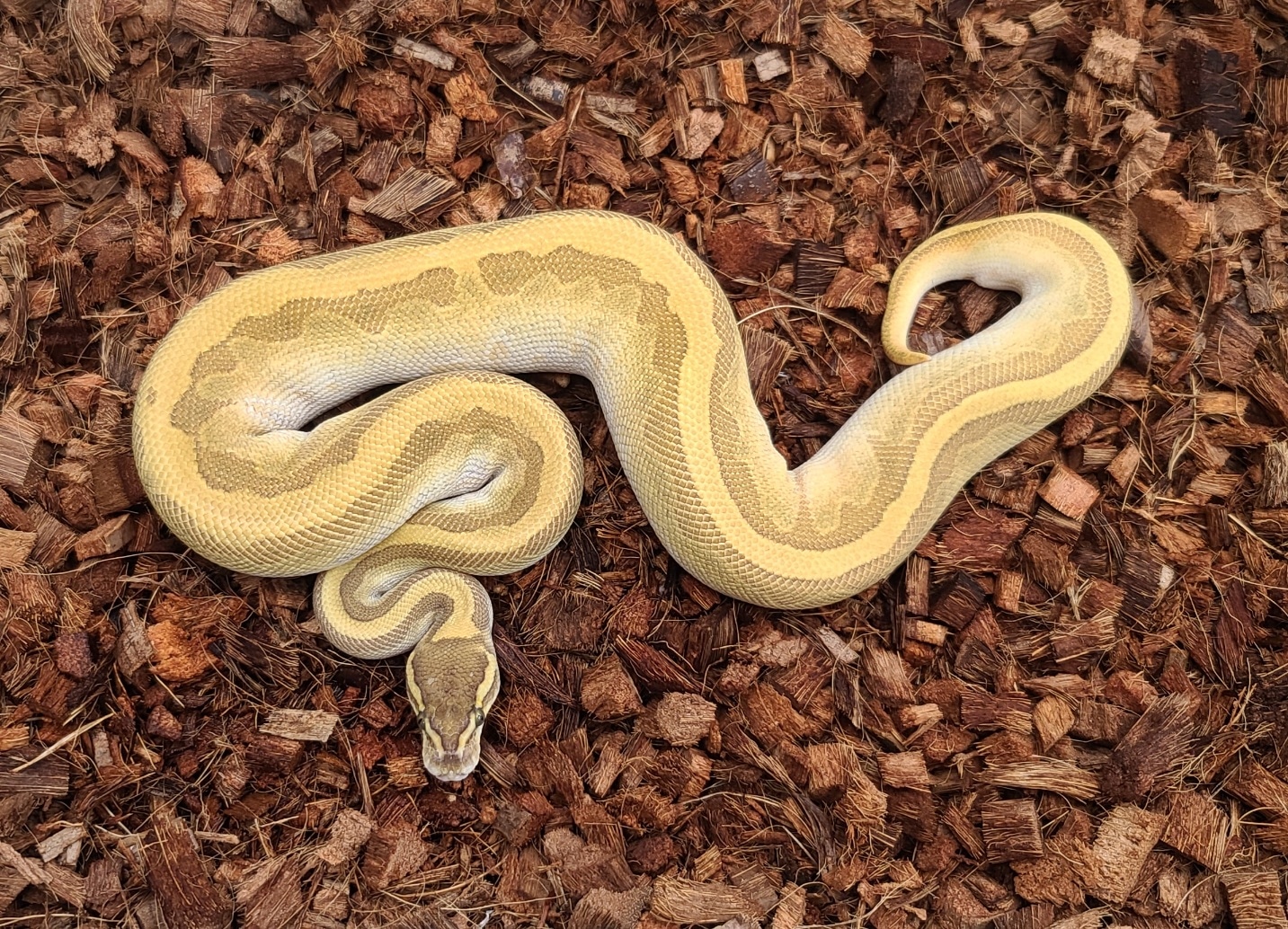 Blackhead Pinstripe Enchi Orange Dream Fire Het Hypo Ball Python by ...