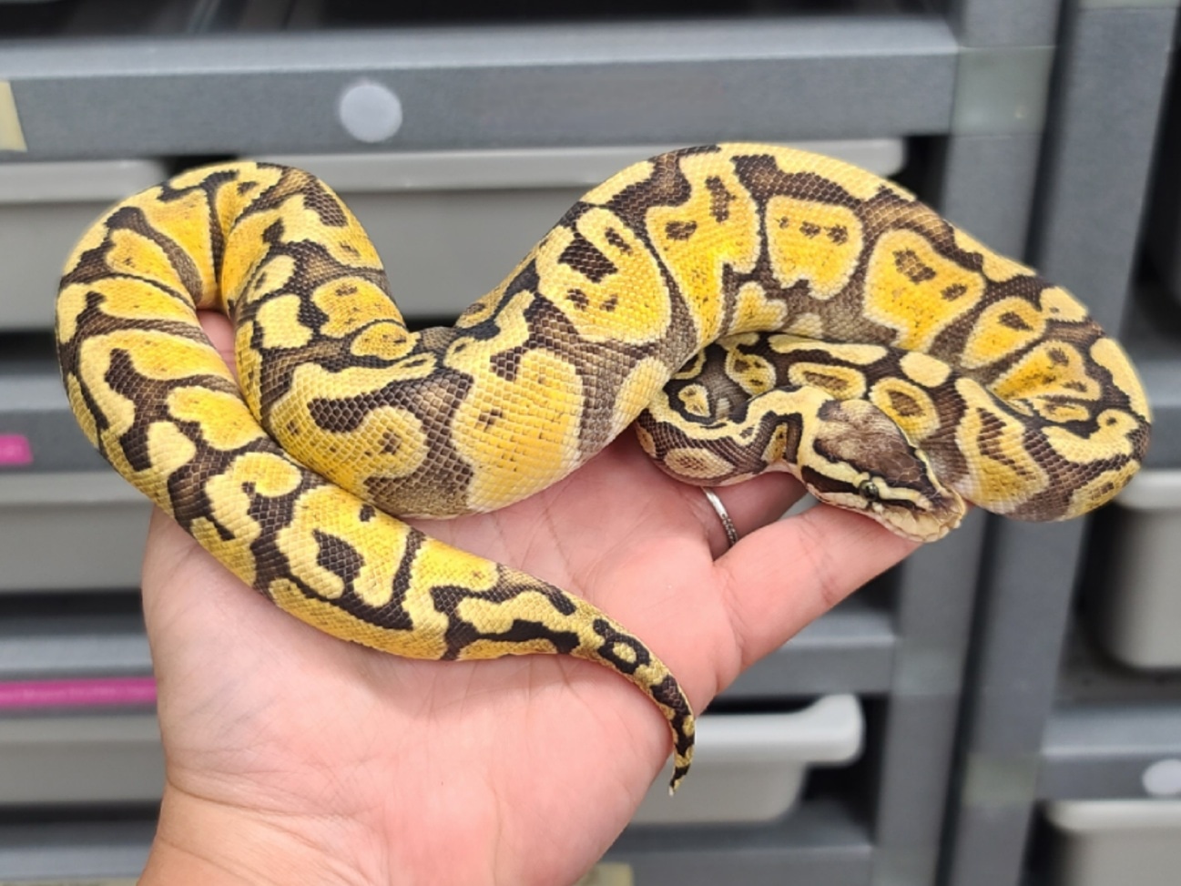 Enchi GHI Pastel Het Hypo Ball Python by Noble Reptiles - MorphMarket
