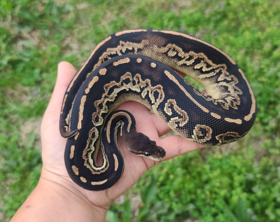 Blackhead Black Pastel Ringer Gene Het Hypo Ball Python by Noble Reptiles